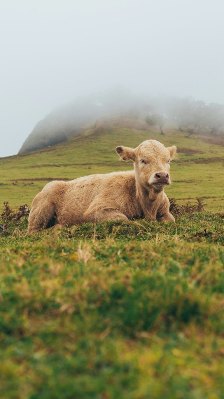 10 mooiste bezienswaardigheden op Madeira | Dit is er te doen en zien